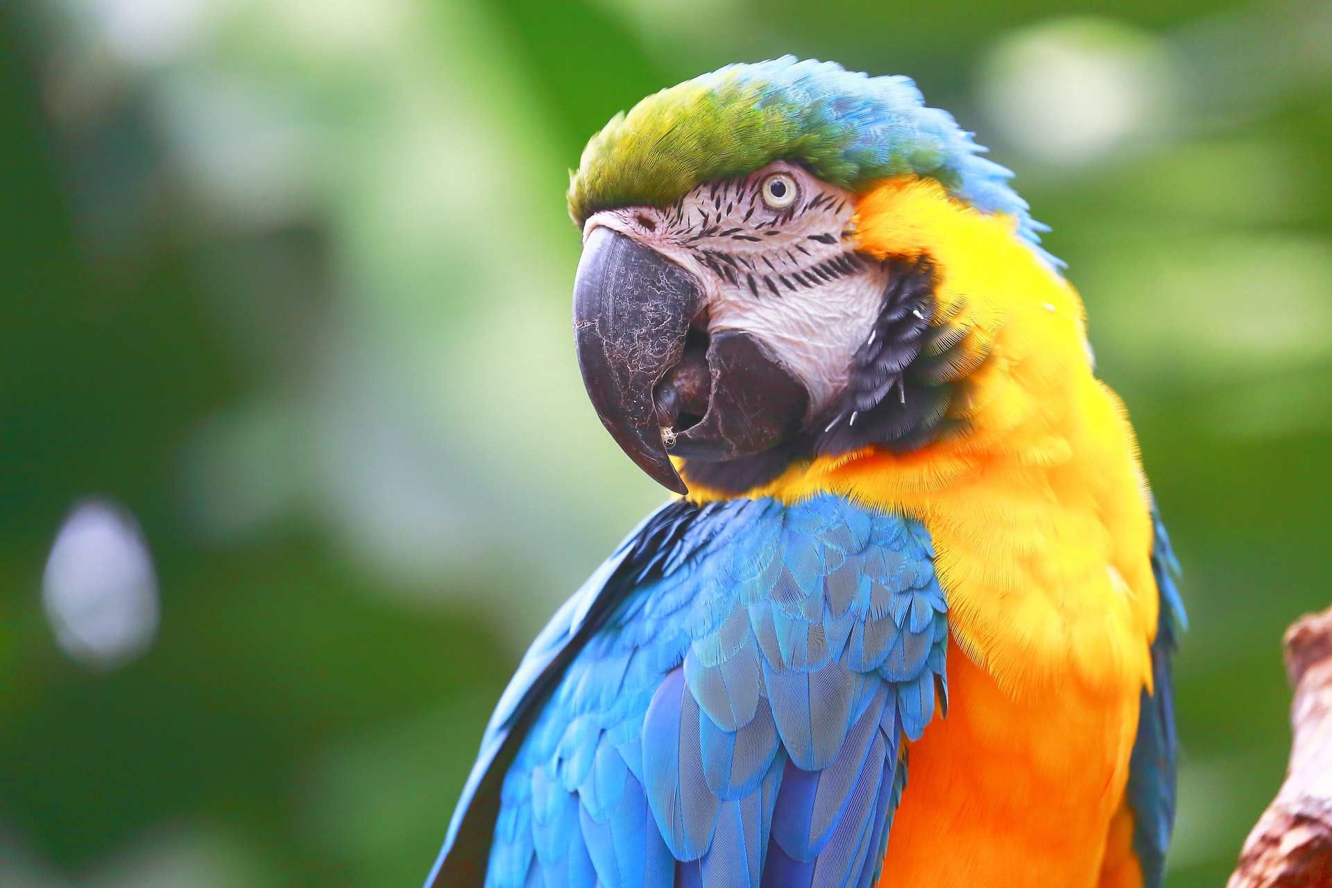 macaw hair | Best Hair Beauty Salon Art-Noise Blog